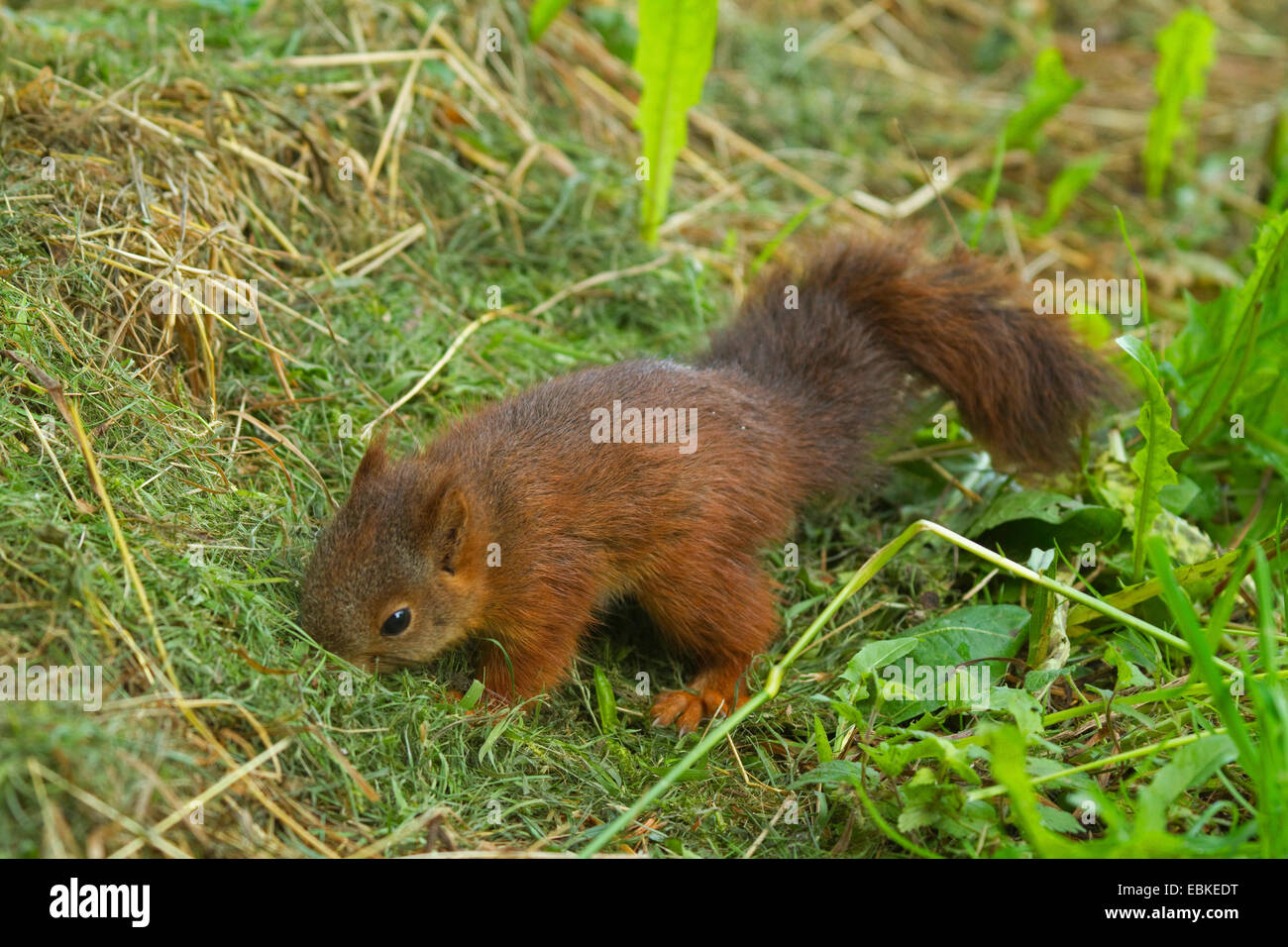Red squirrel with acorn hi-res stock photography and images - Alamy