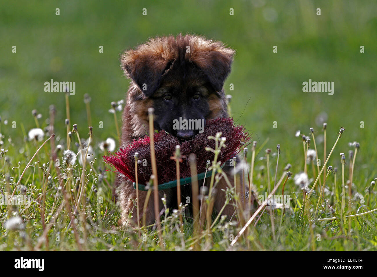 German Shepherd Dog (Canis lupus f. familiaris), whelp in a meadow with ...