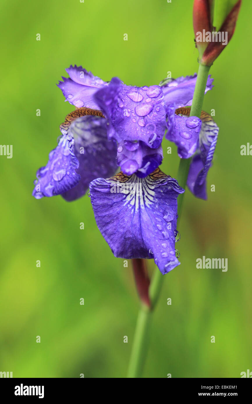 Siberian iris (Iris sibirica), flower with raindrops Stock Photo - Alamy