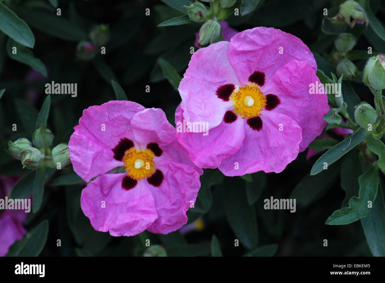 purple rockrose (Cistus purpureus), flowers Stock Photo - Alamy