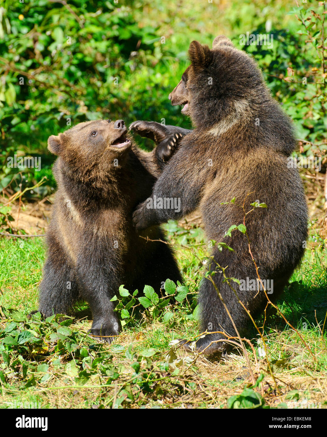 brown bear (Ursus arctos), two young brown bears playing together ...