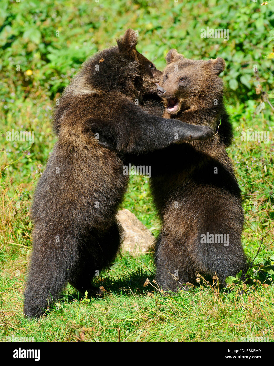 brown bear (Ursus arctos), two young brown bears playing together ...
