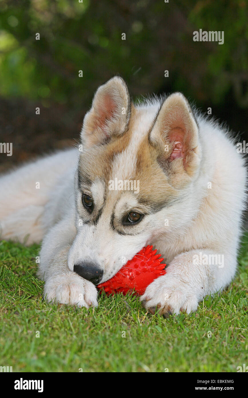 Siberian Husky (Canis lupus f. familiaris), puppy biting into a red ...