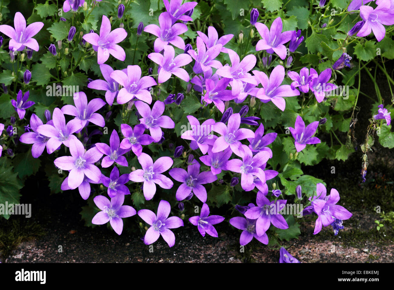 Dalmatian bellflower, Adria bellflower, Wall bellflower (Campanula ...