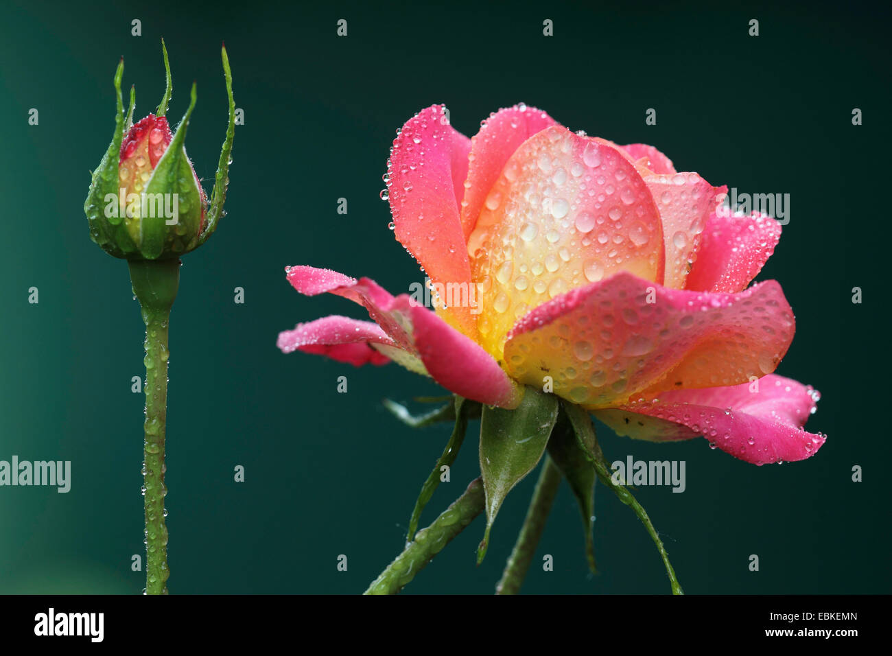 ornamental rose (Rosa spec.), Rose with water drops Stock Photo - Alamy