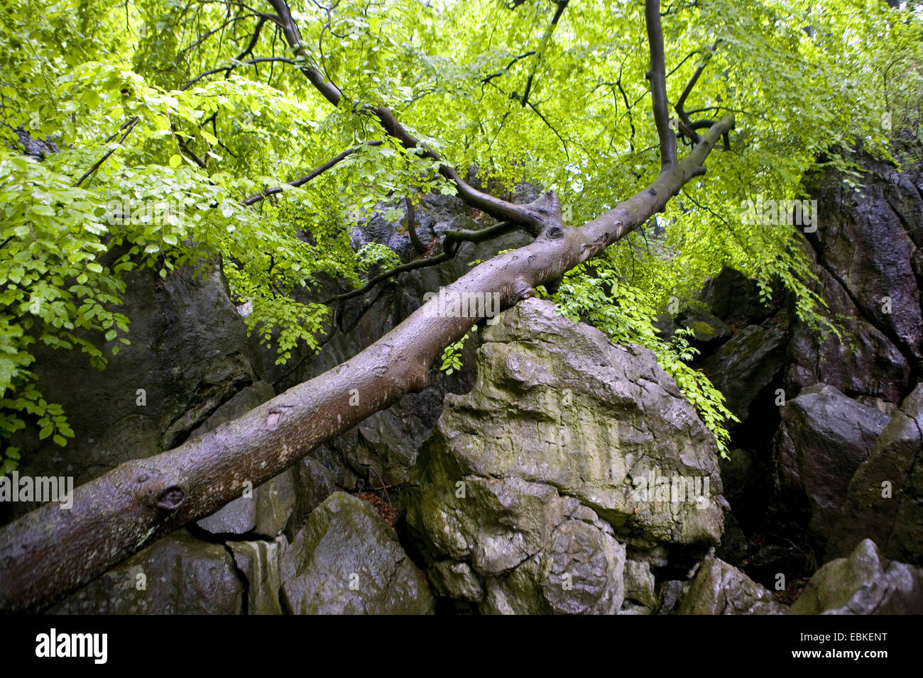 falled tree in Felsenmeer block field, Germany, North Rhine-Westphalia ...