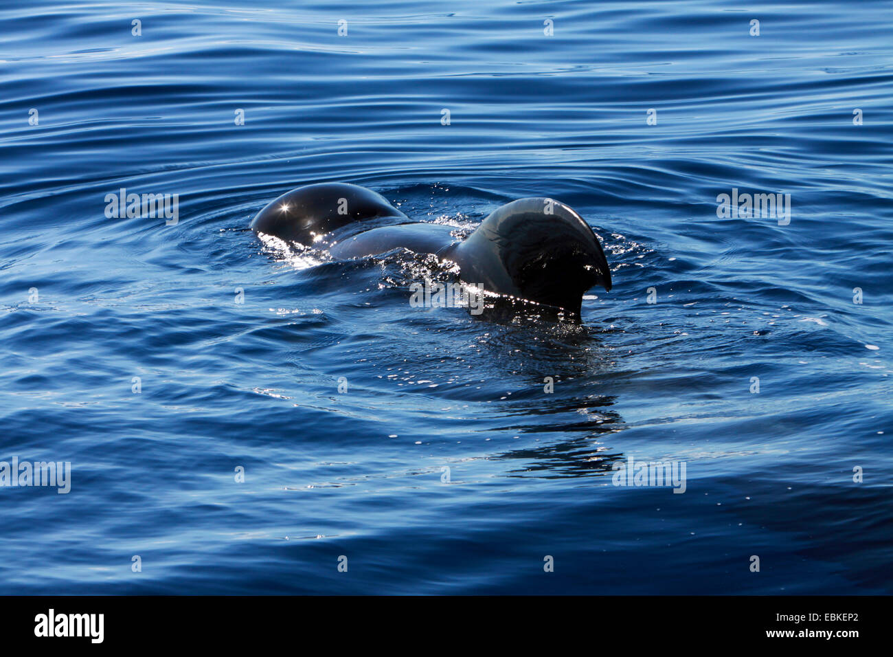 long-finned pilot whale, pothead whale, caaing whale, longfin pilot ...