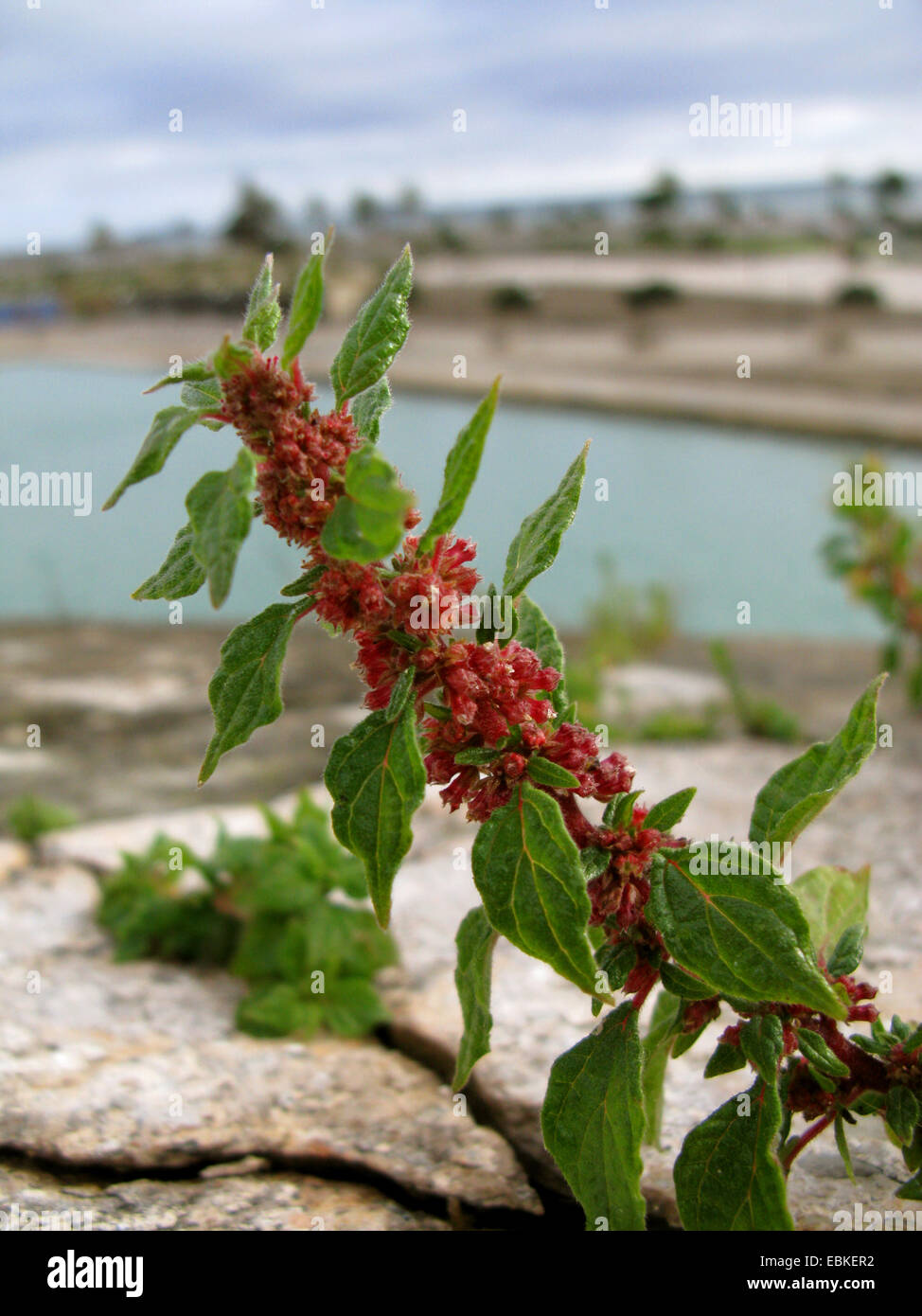 Spreading Pellitory, Pellitory of the wall (Parietaria judaica ...