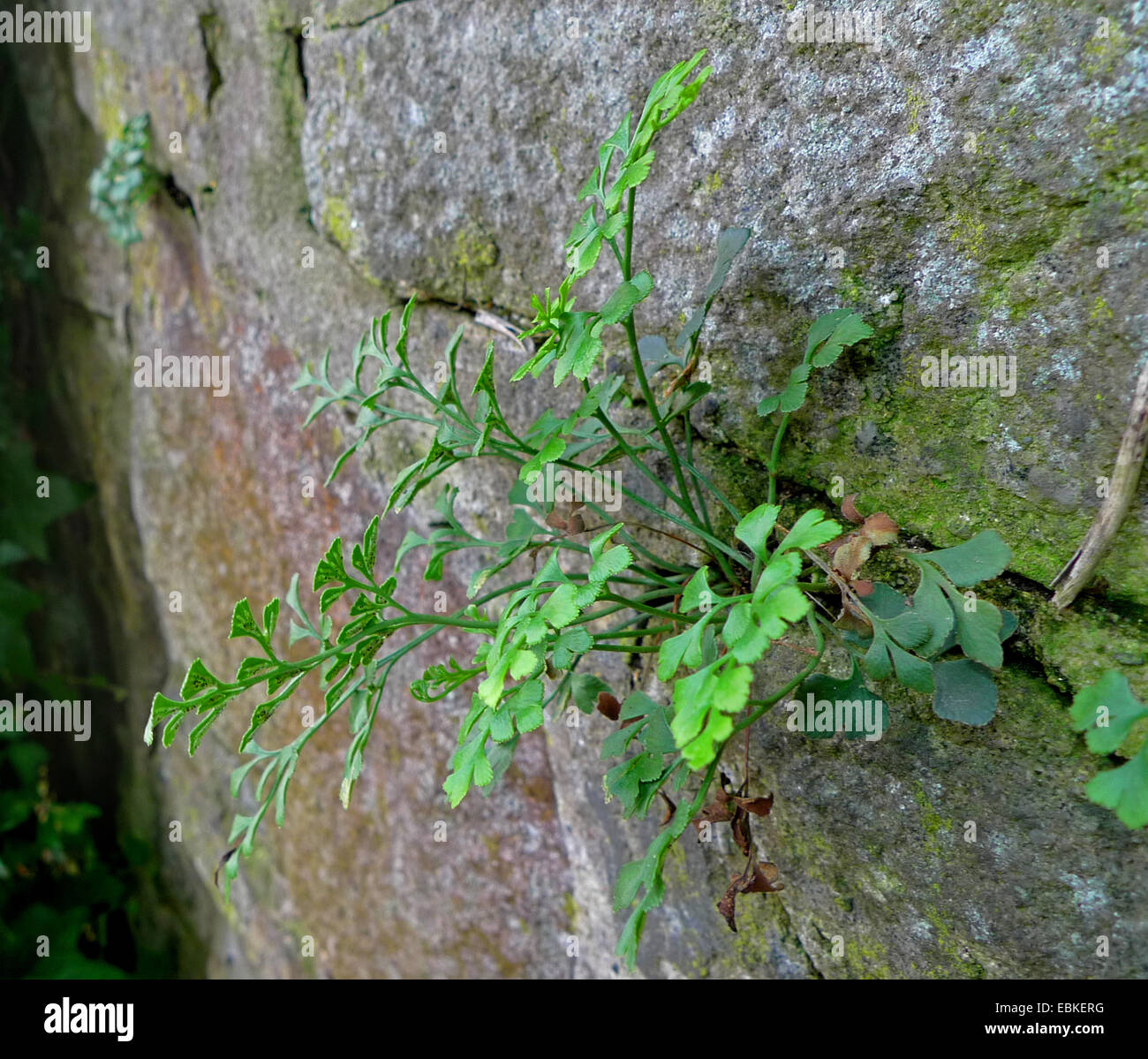 Wallrue spleenwort (Asplenium ruta-muraria), growing on an old wall ...