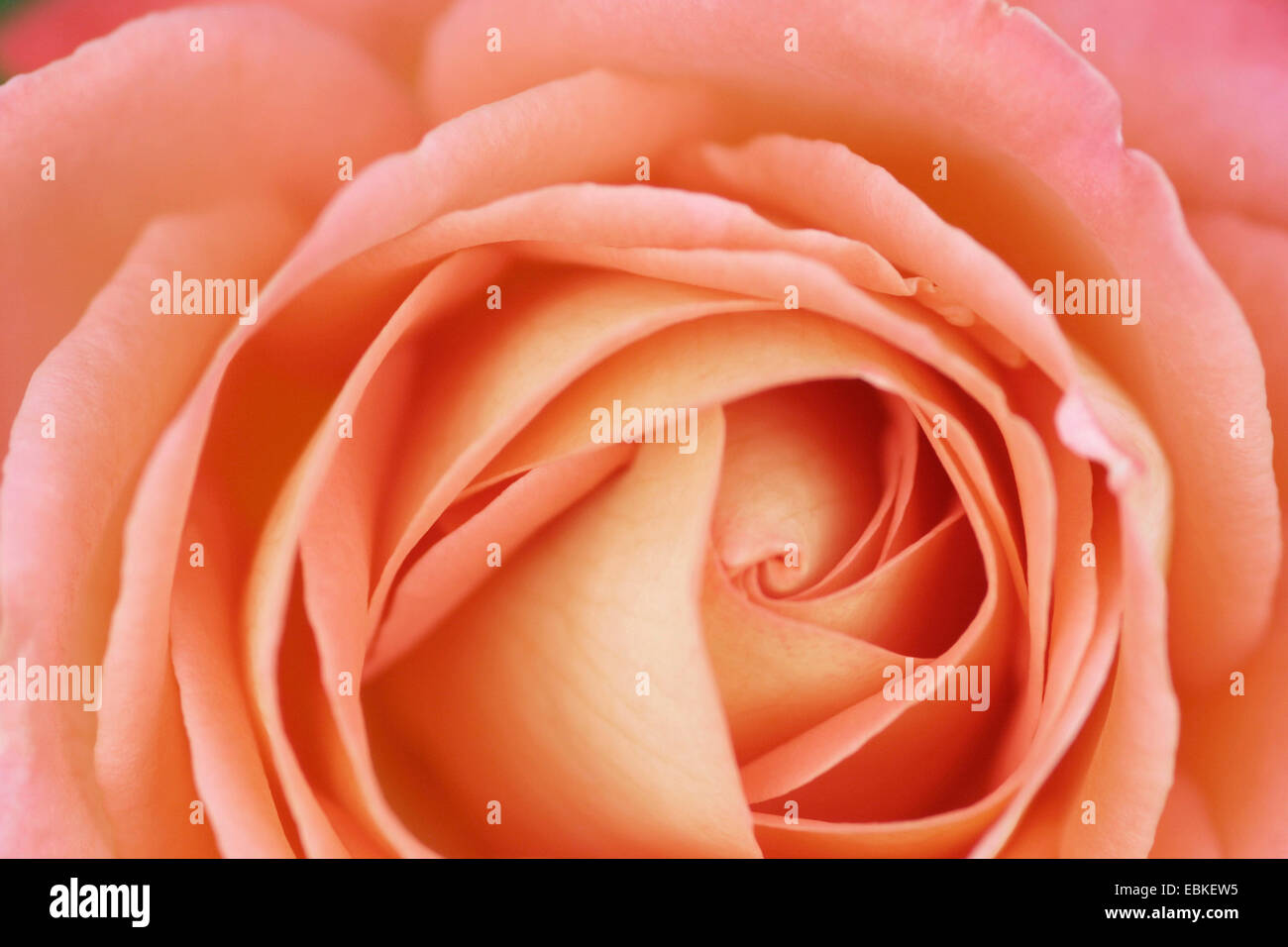 Salmon rose hi-res stock photography and images - Alamy