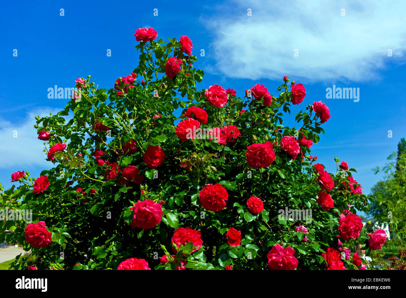 blooming Rose in Rosarium Uetersen, Kordes 1977, Germany, Schleswig ...