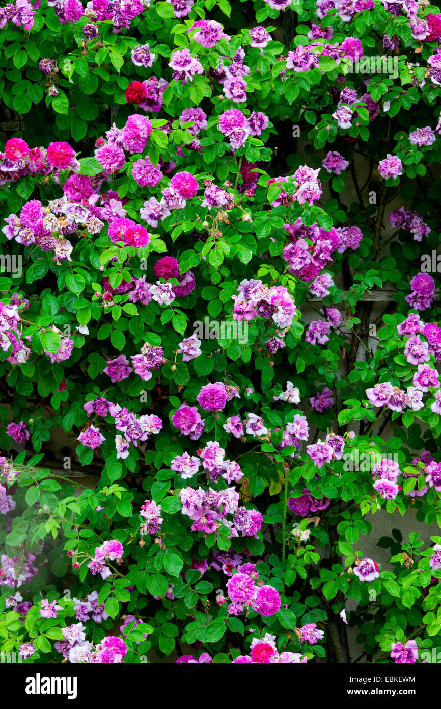 Rose bush hi-res stock photography and images - Alamy
