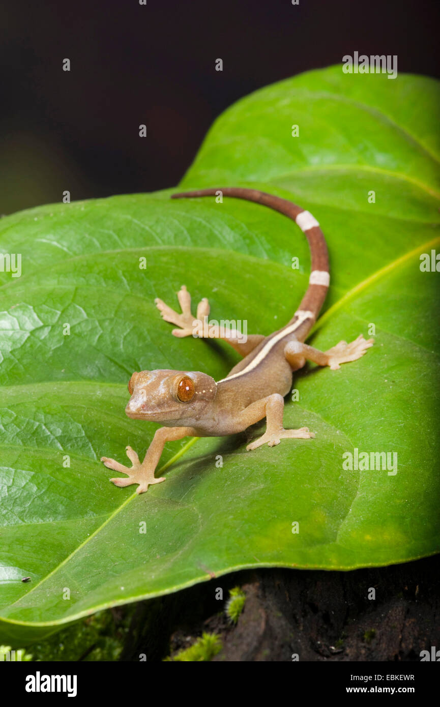 Lined gecko gekko vittatus hi-res stock photography and images - Alamy