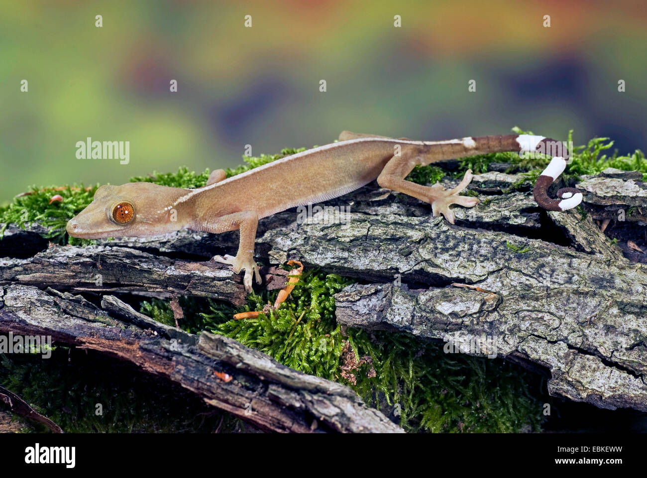 lined gecko (Gekko vittatus), on bark Stock Photo - Alamy