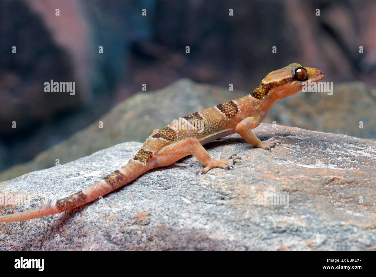 Banded geckos hi-res stock photography and images - Alamy