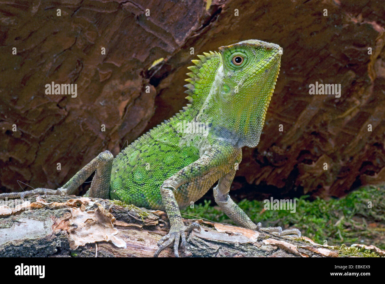 Lizard side view hi-res stock photography and images - Alamy