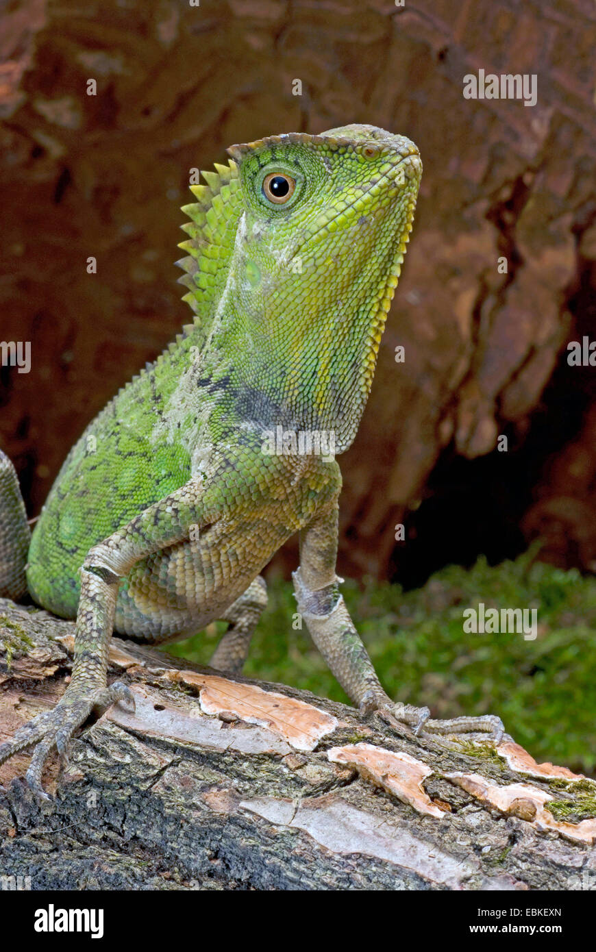 Chameleon Forest Dragon, Chameleon Anglehead Lizard (Gonocephalus ...