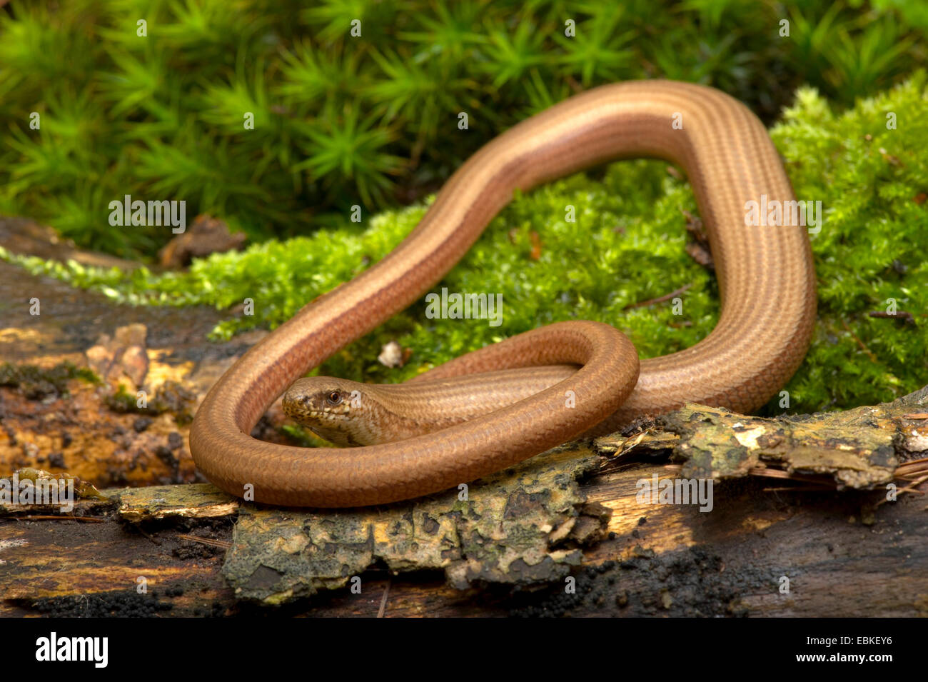 European slow worm, blindworm, slow worm (Anguis fragilis), winding ...