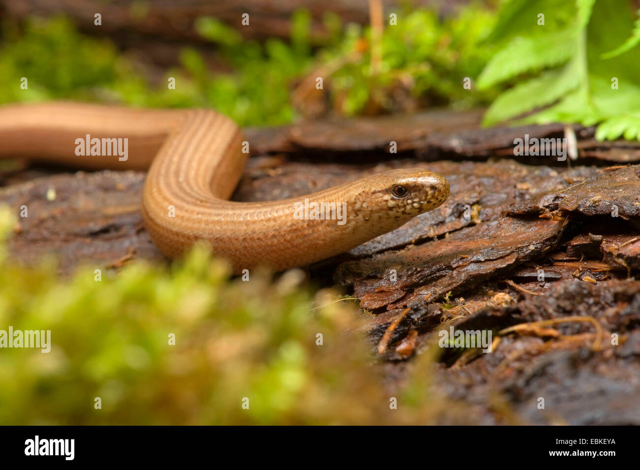 European slow worm, blindworm, slow worm (Anguis fragilis), winding on ...