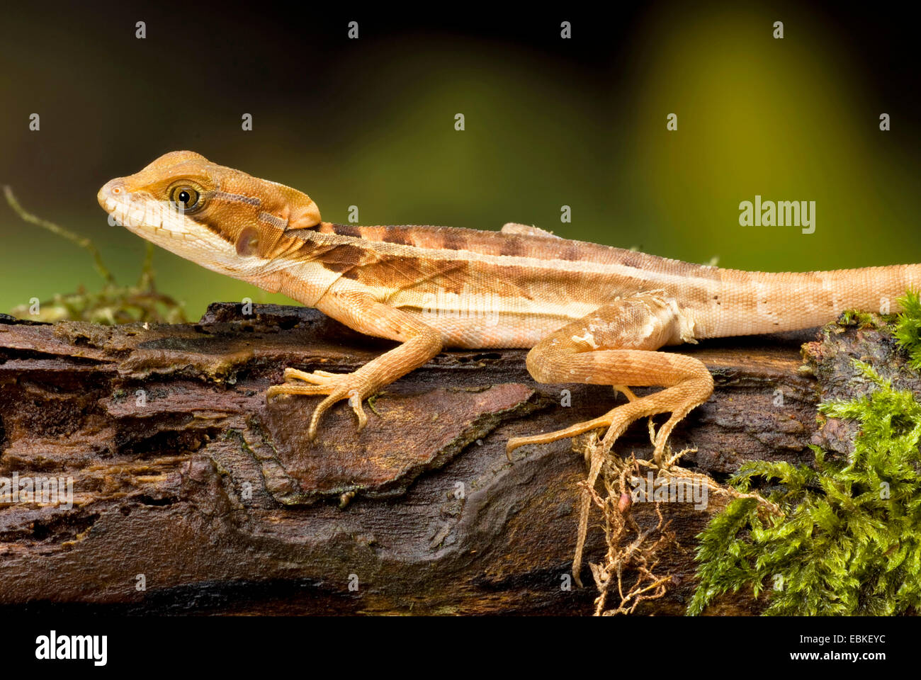 Brown Basilisk Striped Basilisk Yellow Striped Basilisk Jesus Christ Lizard Basiliscus