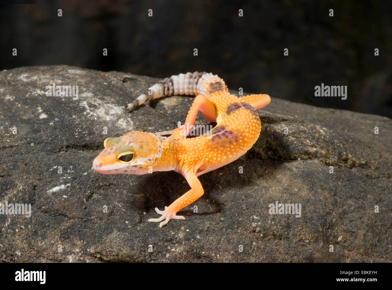 High Yellow Leopard Gecko Baby