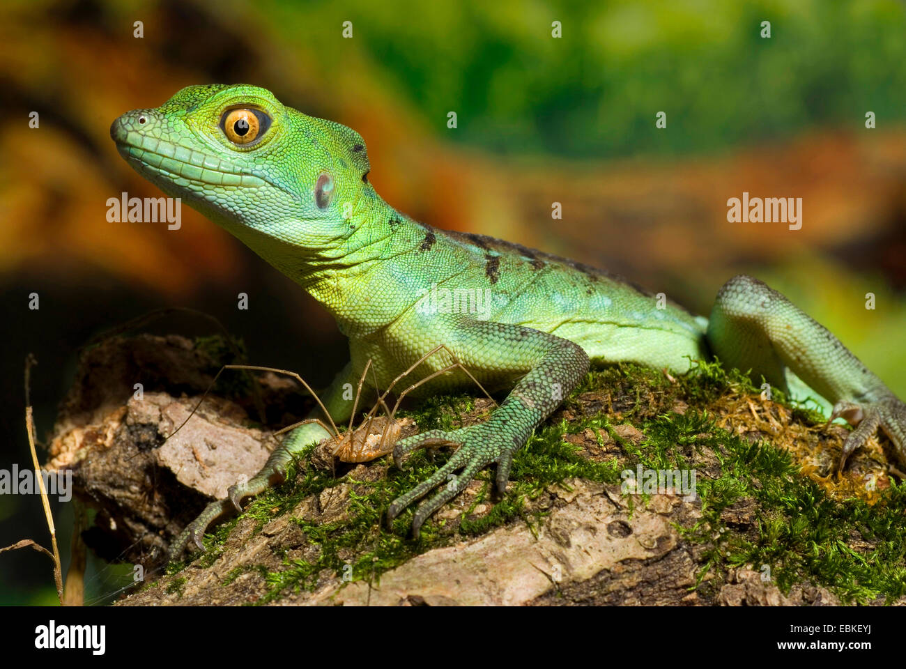 Green Basilisk Plumed Basilisk Double Crested Basilisk Basiliscus Plumifrons Young On Mossy