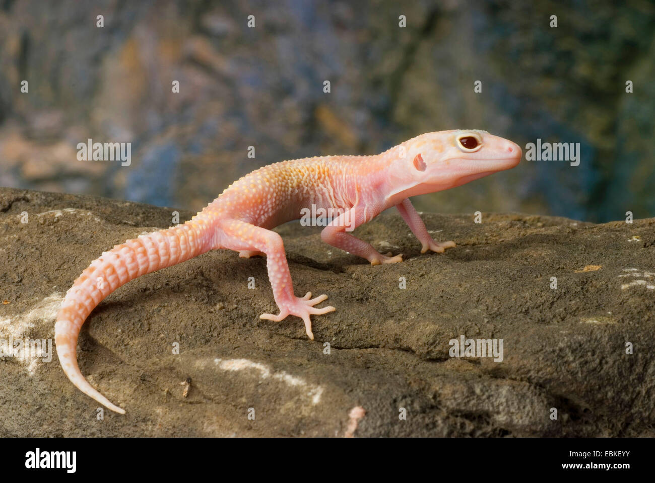 Leopard gecko (Eublepharis macularius), breed Raptor Redeye on a stone ...