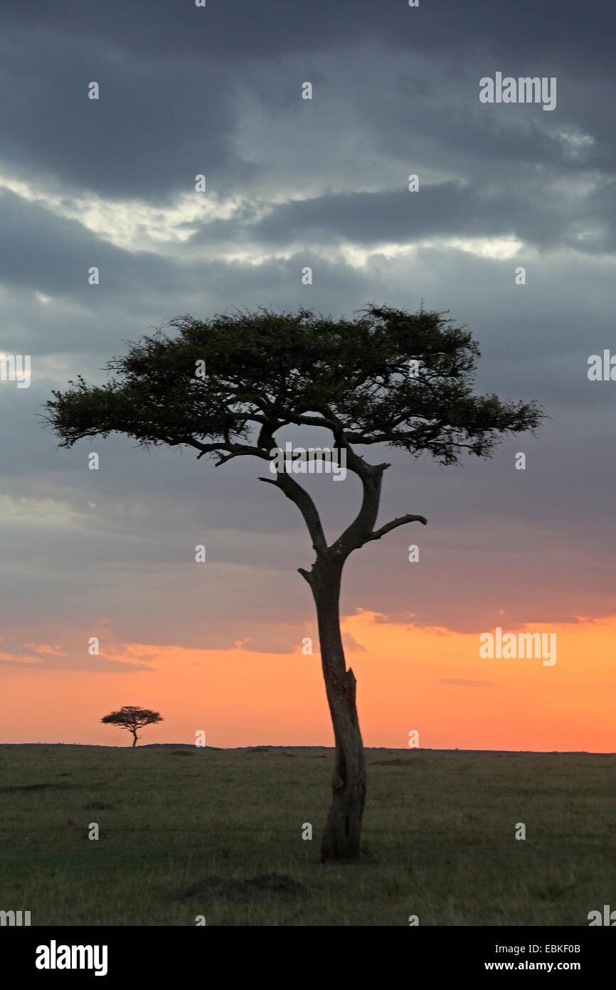 Kenya sunset tree hi-res stock photography and images - Alamy
