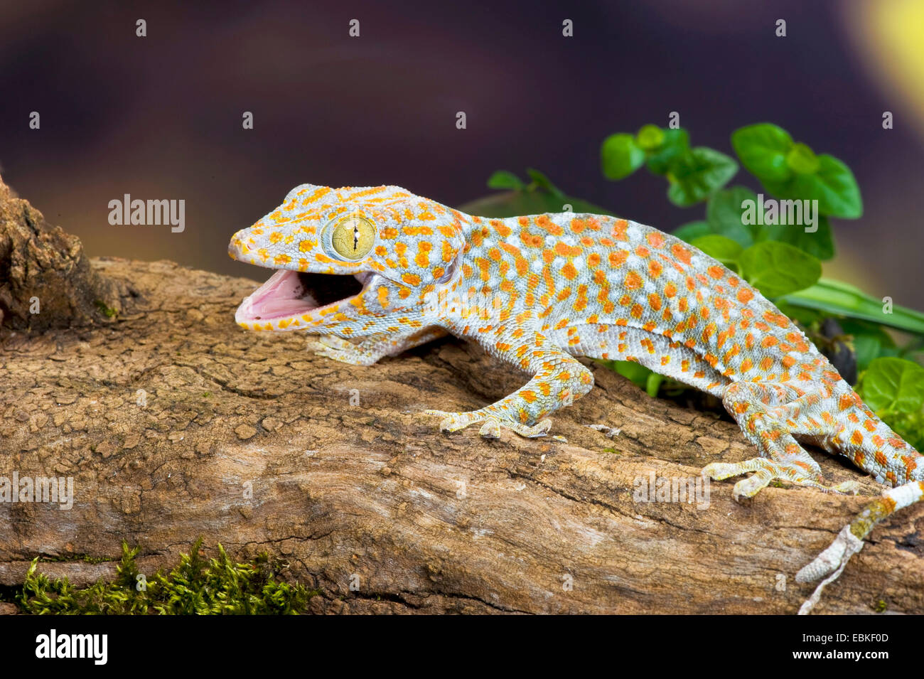 tokay gecko, tokee (Gekko gecko, Gecko gecko), with mouth open Stock ...