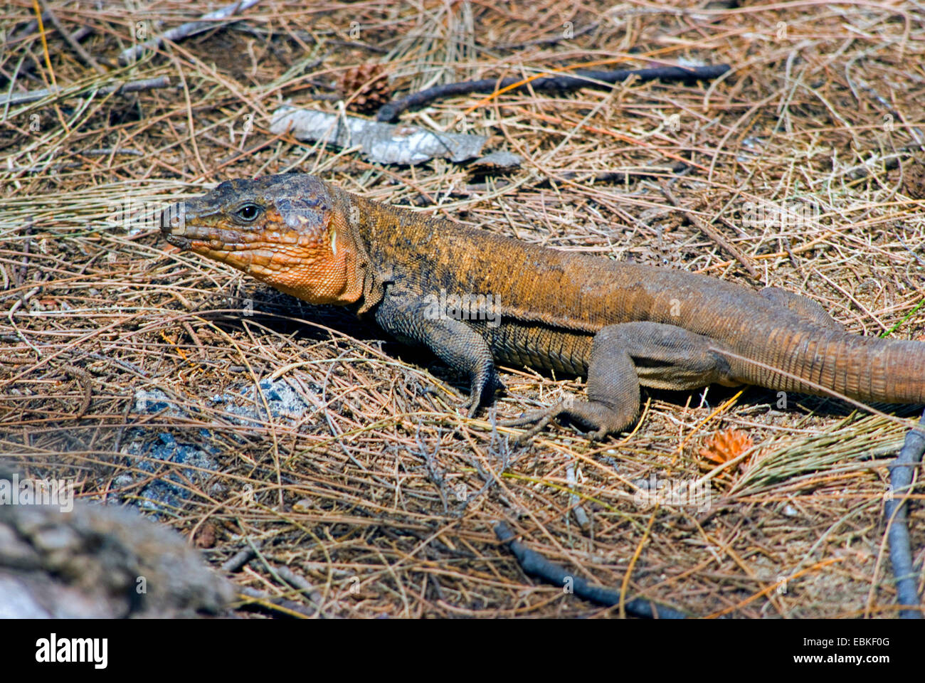 Giant Canary Island Lizard (Gallotia stehlini), side view Stock Photo ...