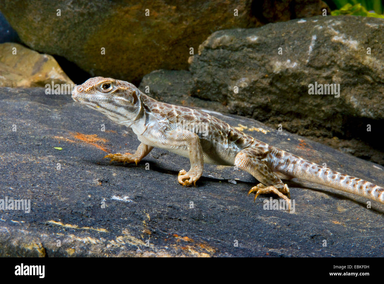 Longnose leopard lizard (Gambelia wislizenii), on a stone Stock Photo ...