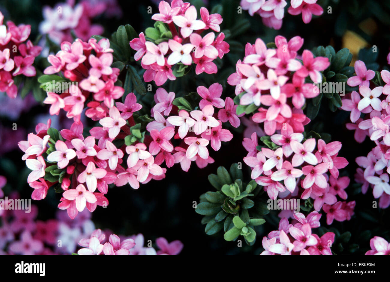 Daphne flower hi-res stock photography and images - Alamy