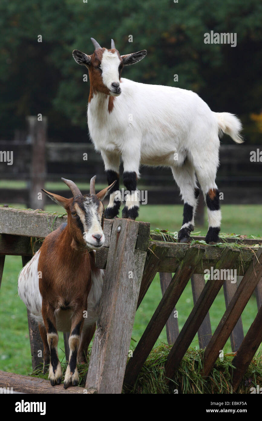 White goat with two goats hi-res stock photography and images - Alamy
