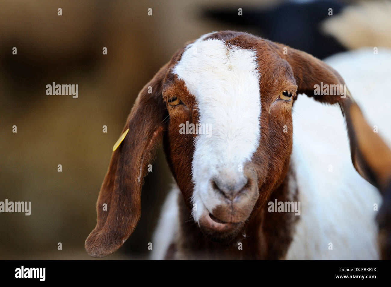 Boer goat (Capra hircus, Capra aegagrus f. hircus), portrait Stock ...