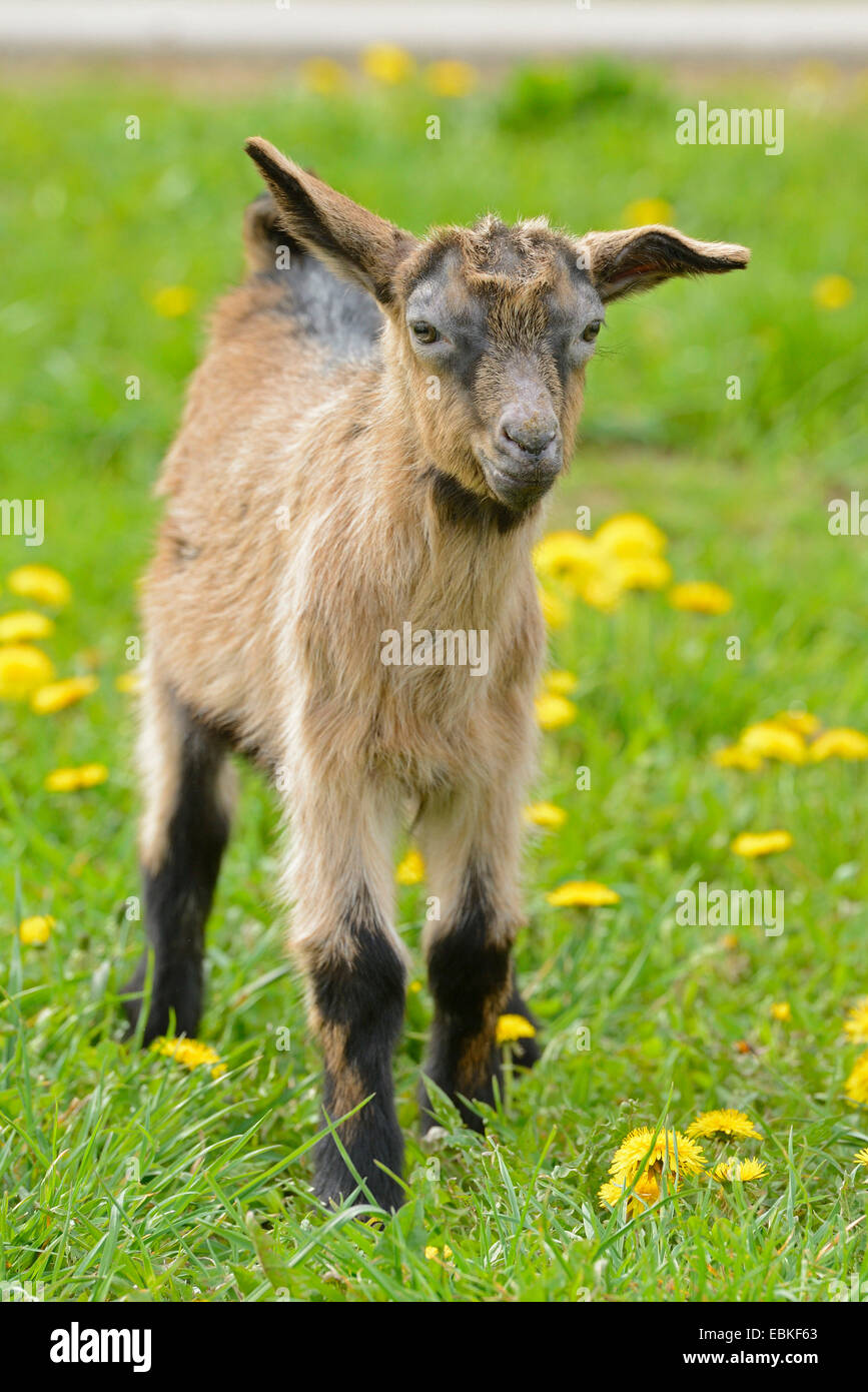 Baby goat hi-res stock photography and images - Alamy
