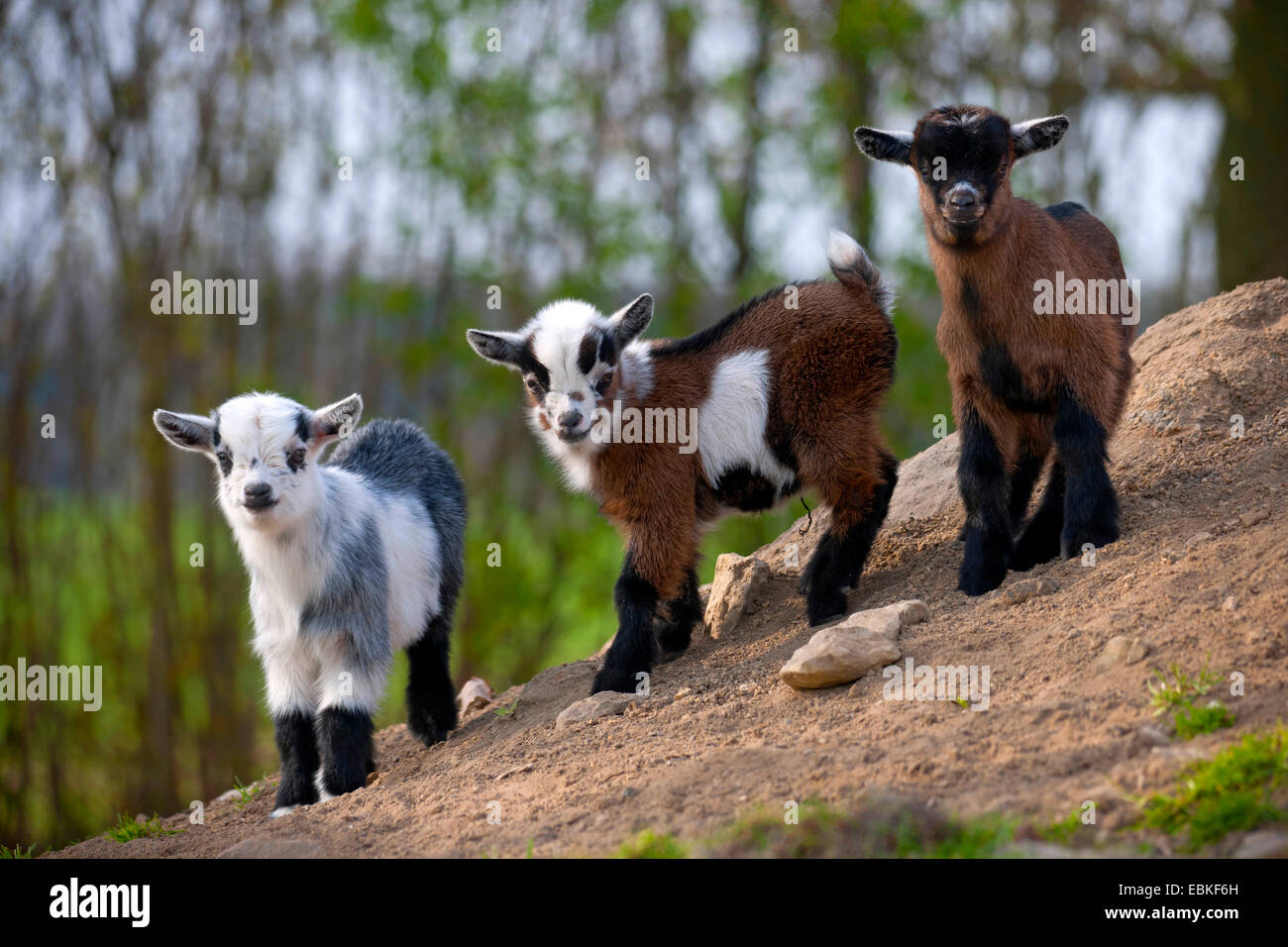 domestic goat (Capra hircus, Capra aegagrus f. hircus), three goatlings ...