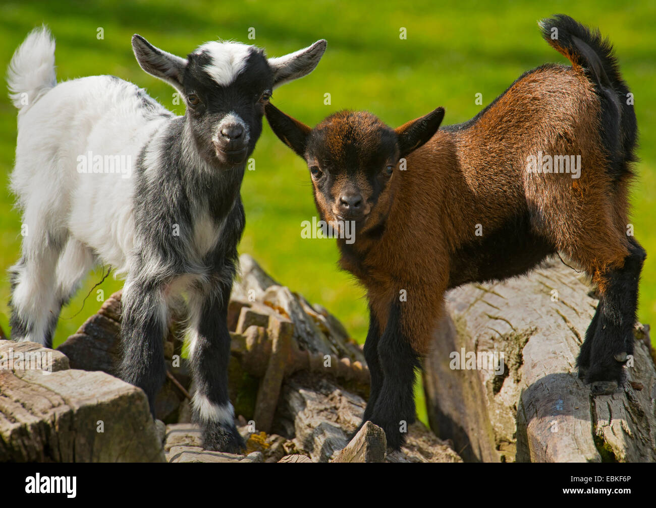 A goat two goats hi-res stock photography and images - Alamy