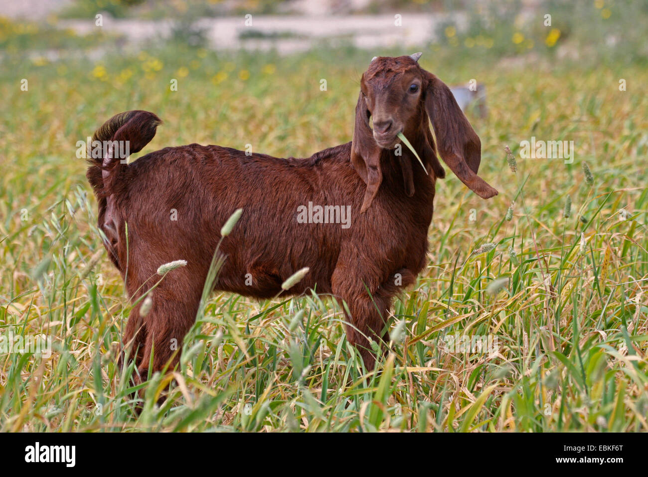 domestic goat (Capra hircus, Capra aegagrus f. hircus), grazing, Cyprus ...