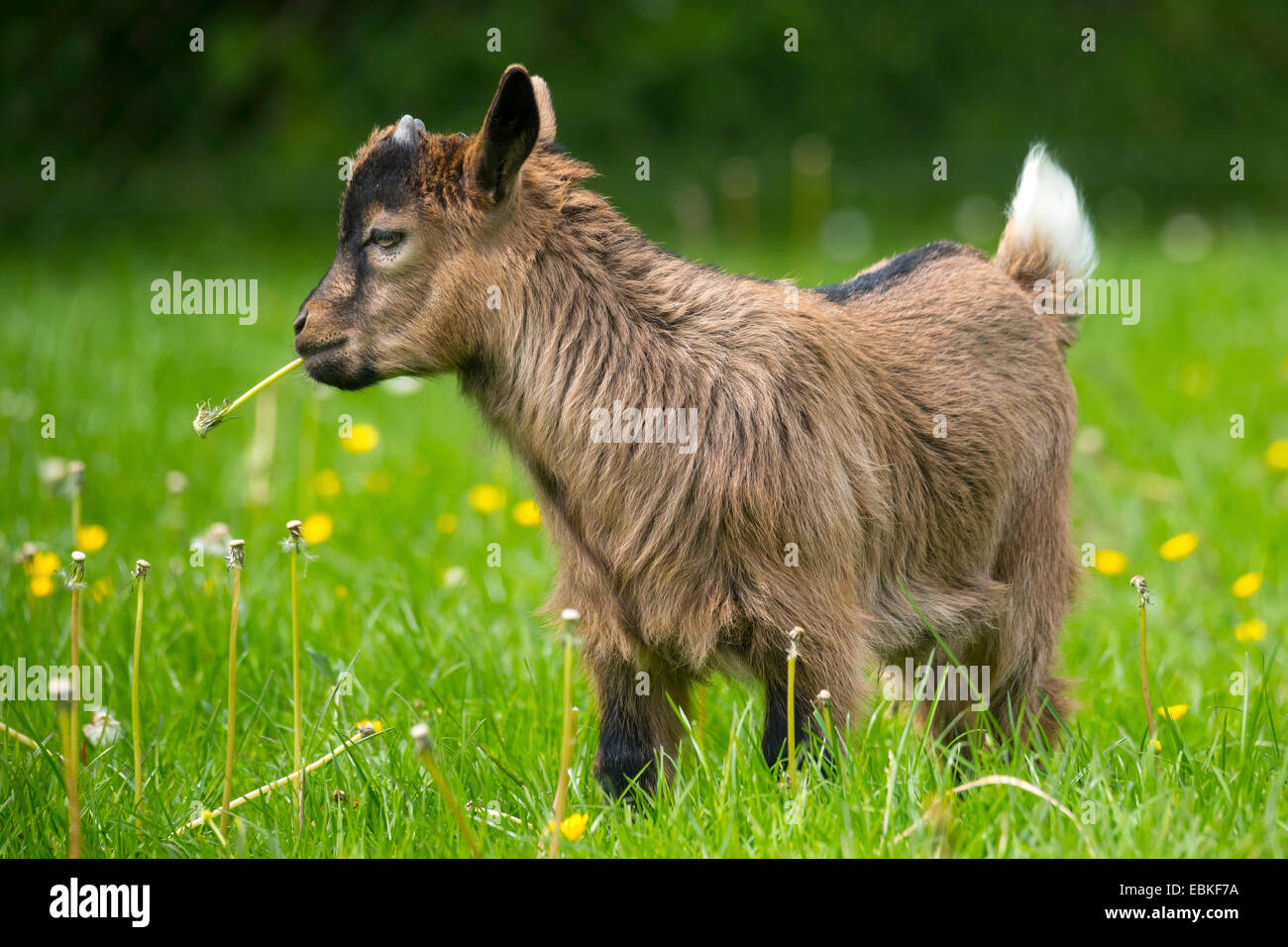 Baby goat eating hi-res stock photography and images - Alamy