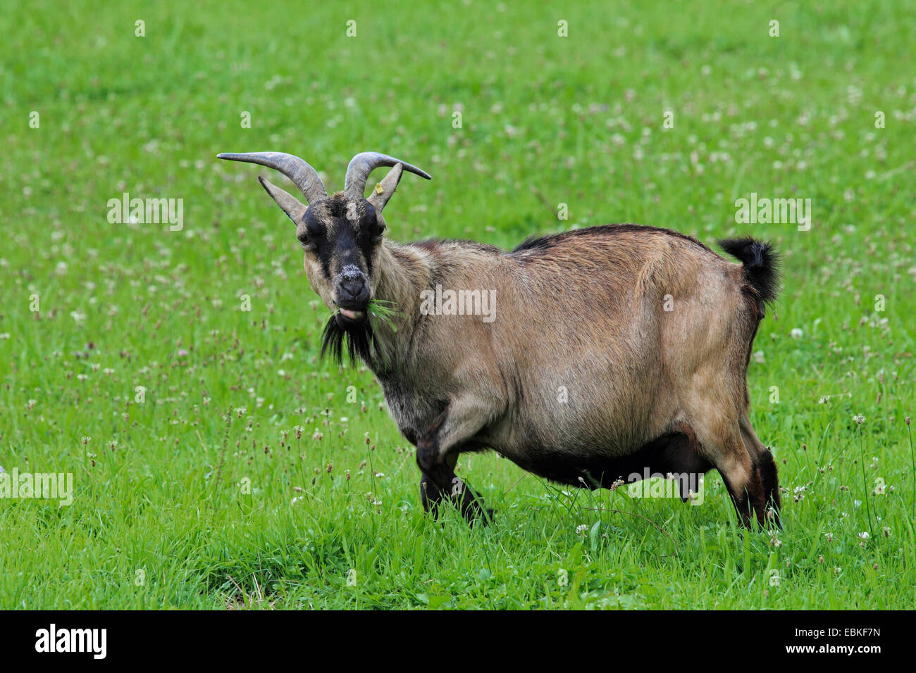 domestic goat (Capra hircus, Capra aegagrus f. hircus), dwarf goat ...