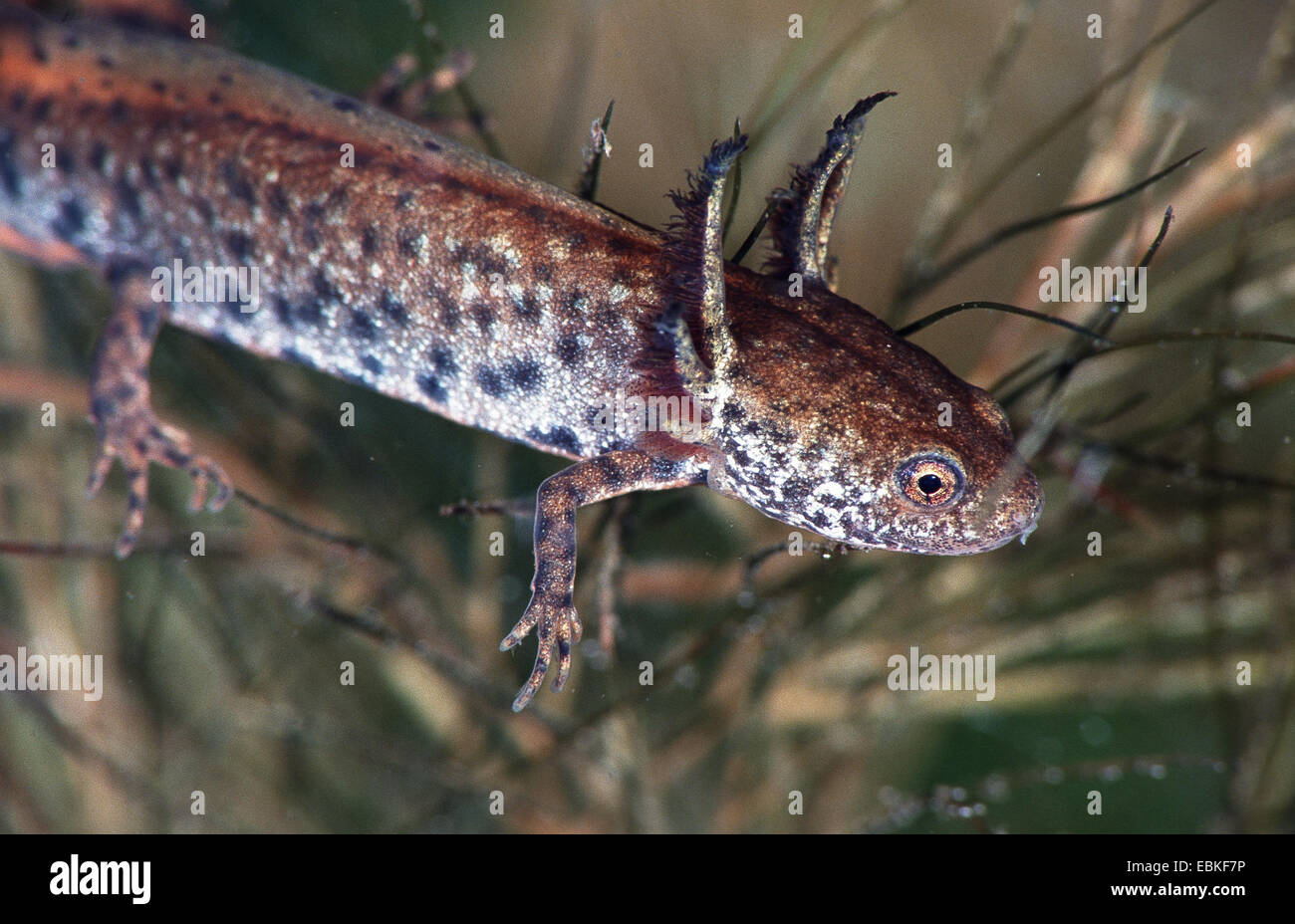 Danube crested newt (Triturus cristatus dobrogicus, us dobrogicus), one ...