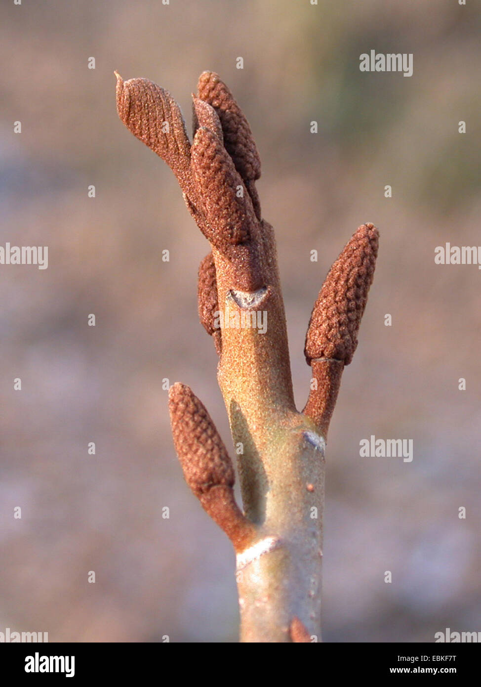 Caucasian Wingnut (Pterocarya fraxinifolia), branch with male ...
