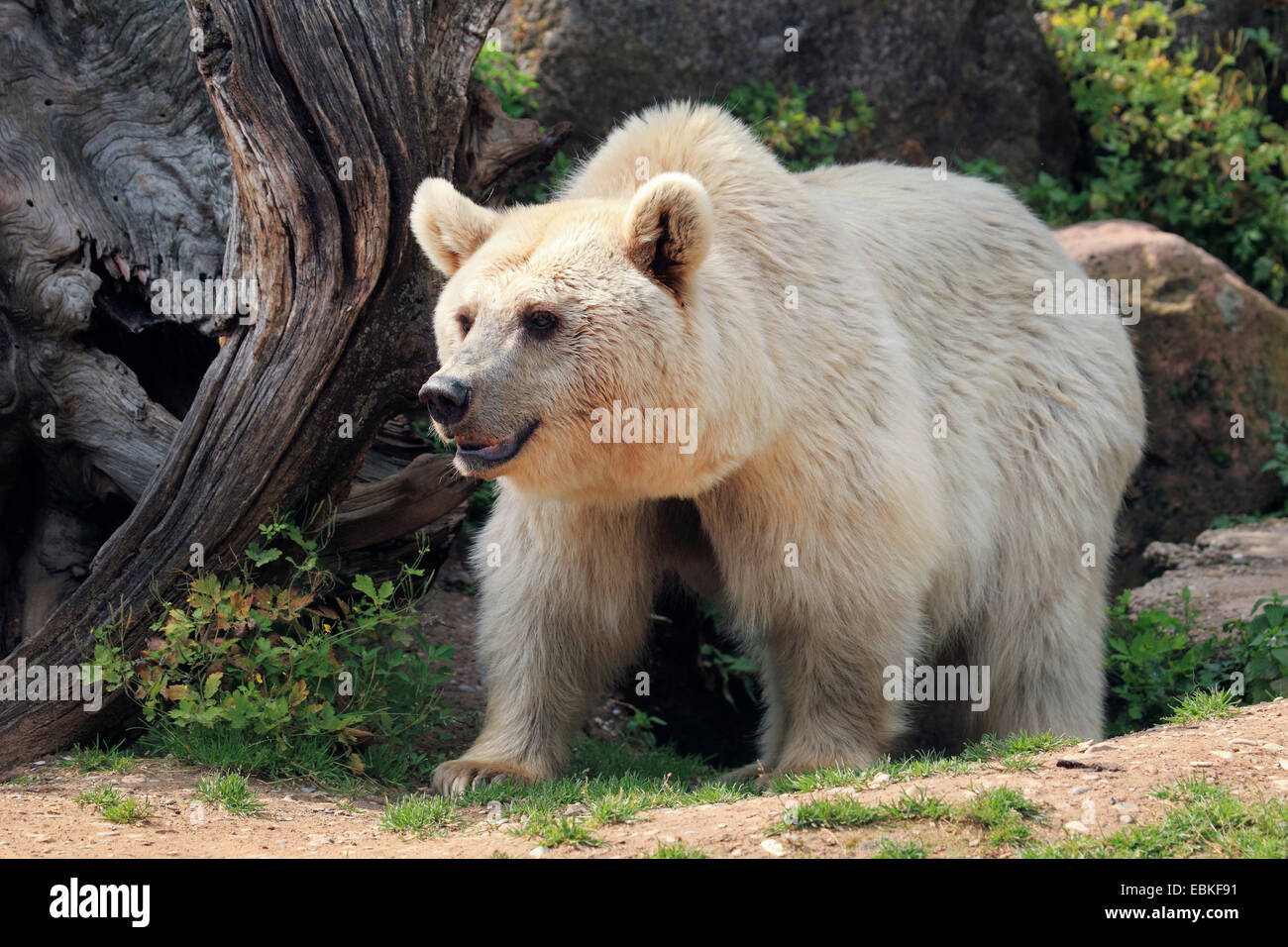 Syrian brown bear (Ursus arctos syriacus), in outdoor enclosure Stock ...