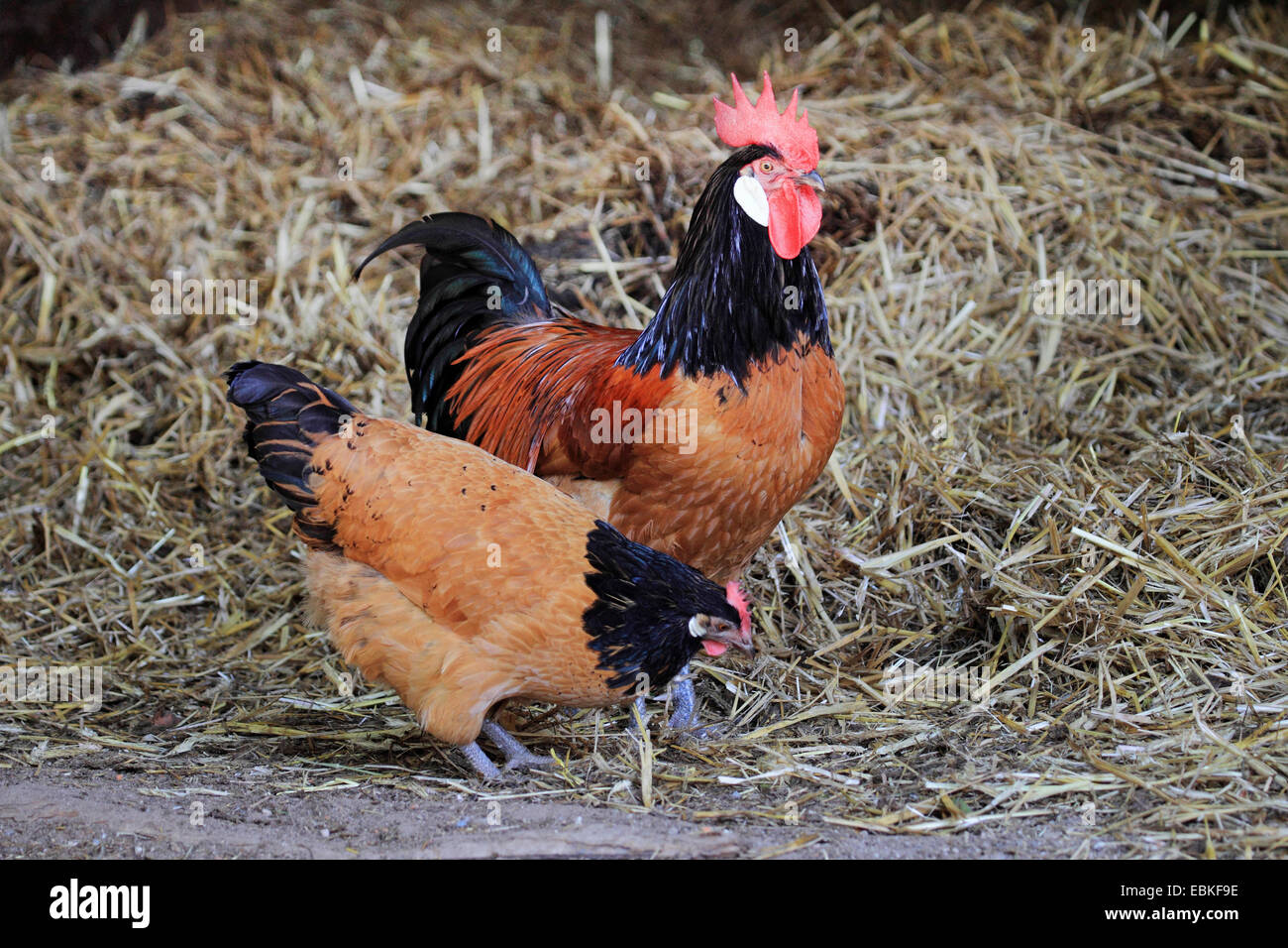 domestic fowl (Gallus gallus f. domestica), Vorwerk fowl, Germany Stock ...