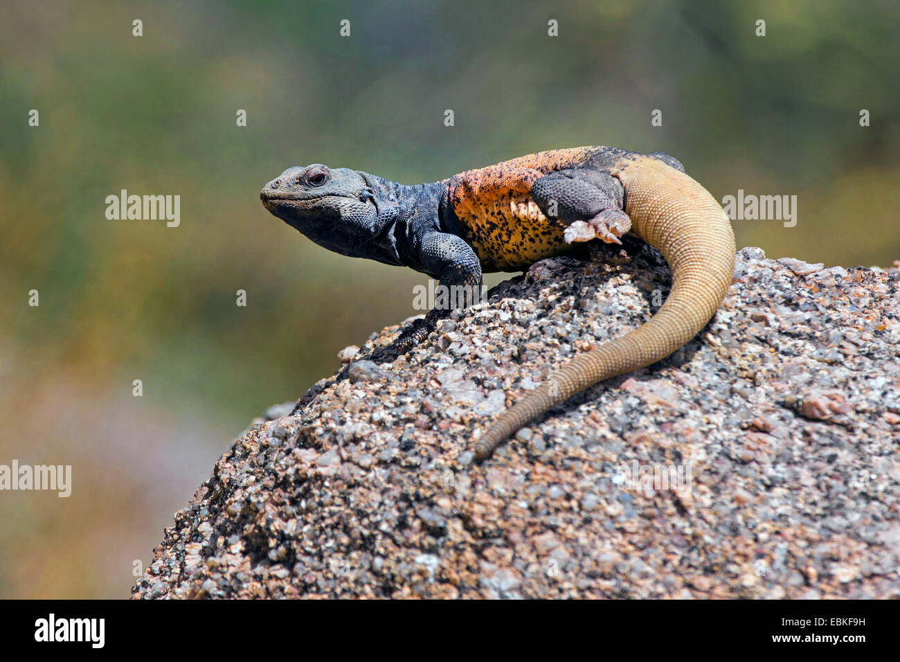 chuckwallas (Sauromalus obesus tumidus), male sunbathing, USA, Arizona ...