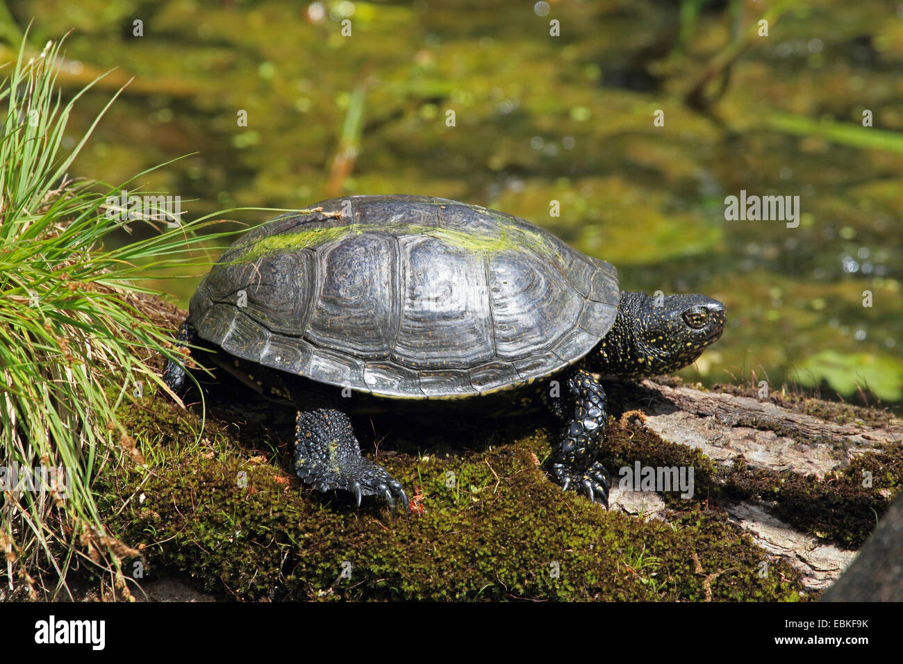 European pond terrapin, European pond turtle, European pond tortoise ...