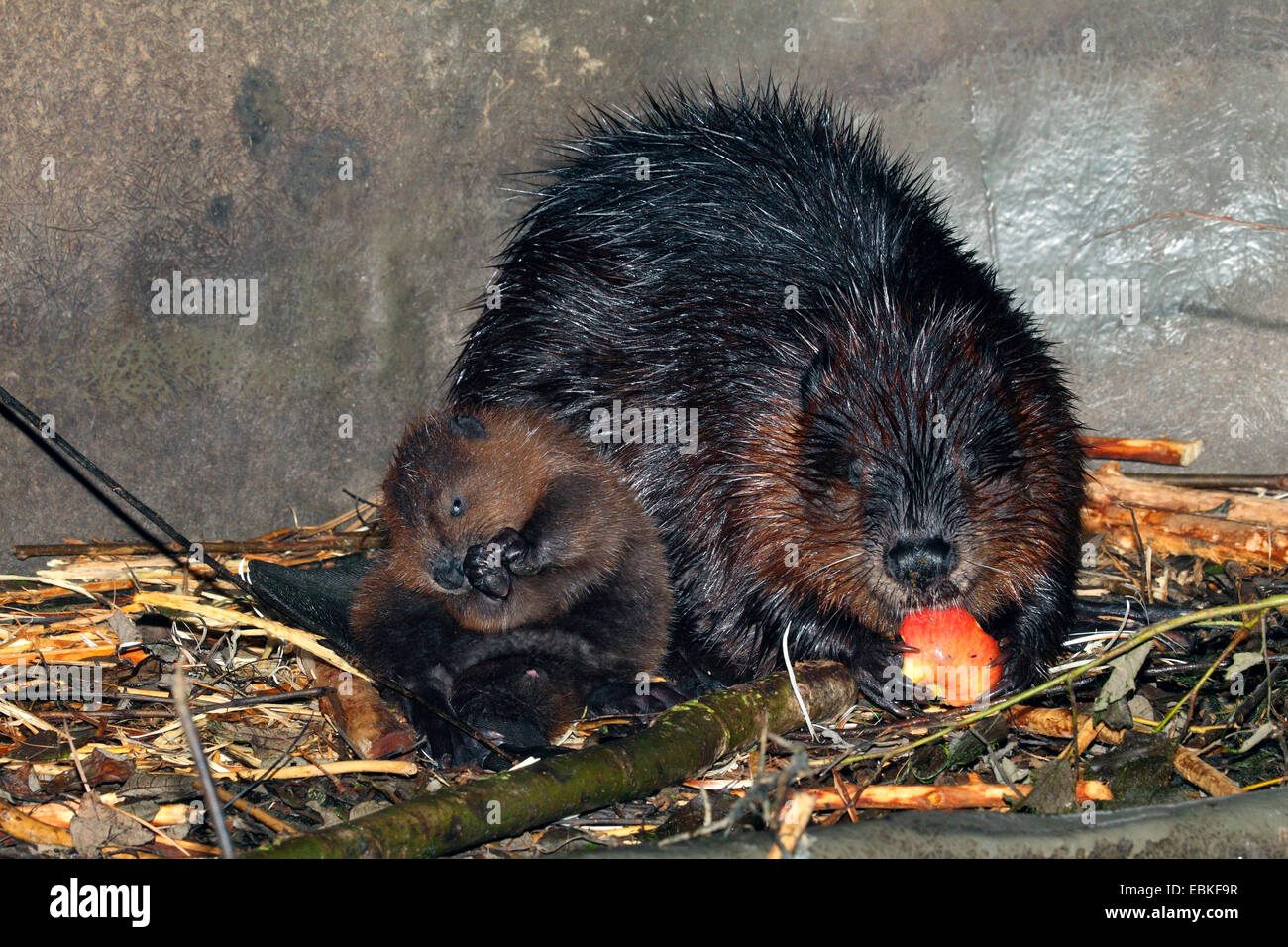 Eurasian beaver, European beaver (Castor fiber), beaver with pup in breeding cave, Germany Stock ...
