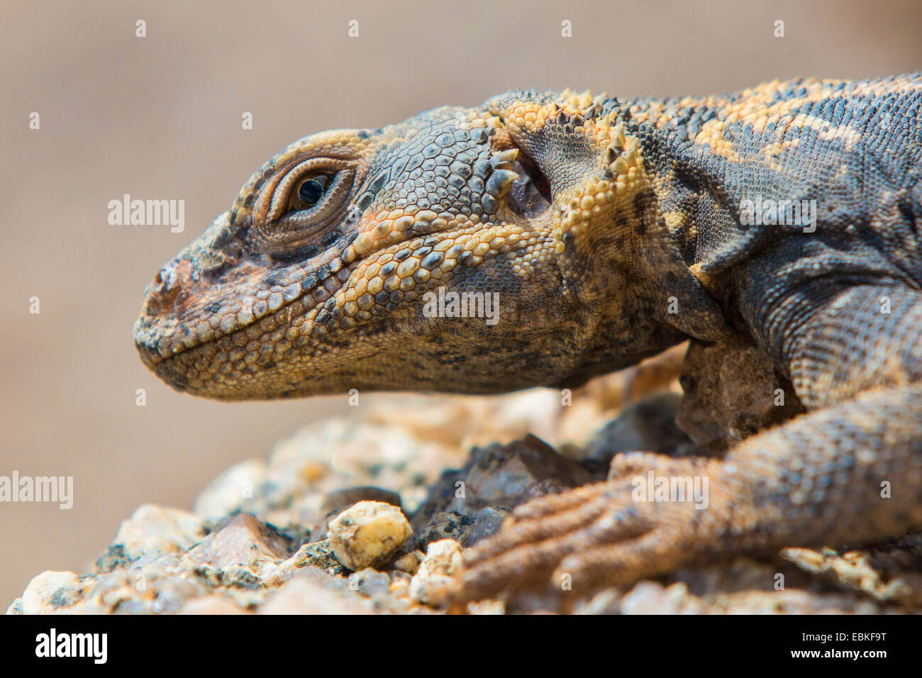 chuckwallas (Sauromalus obesus tumidus), juvenile, portrait, USA ...