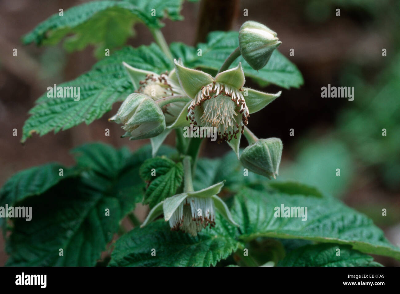 European red raspberry (Rubus idaeus Maling Juwel, Rubus idaeus 'Maling ...