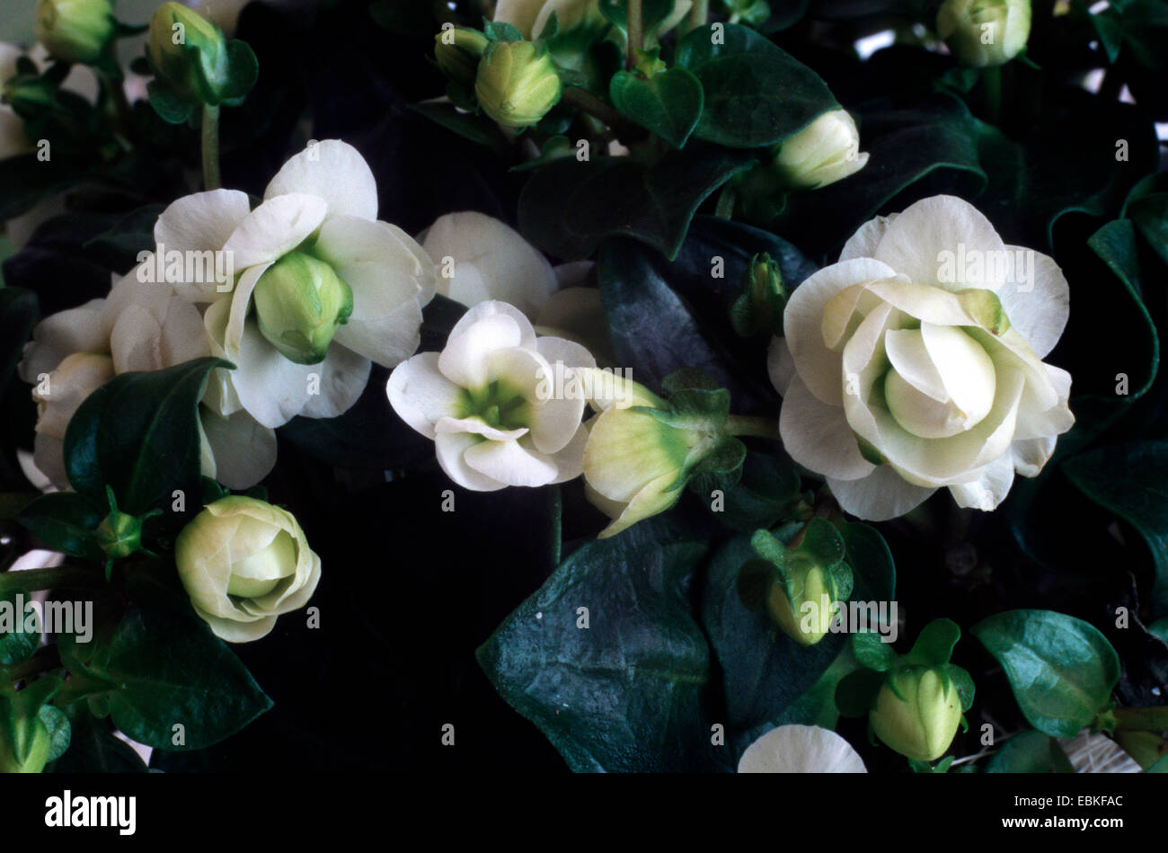 Persian violet, German violet, Tiddly twinks (Exacum-Hybride), with ...
